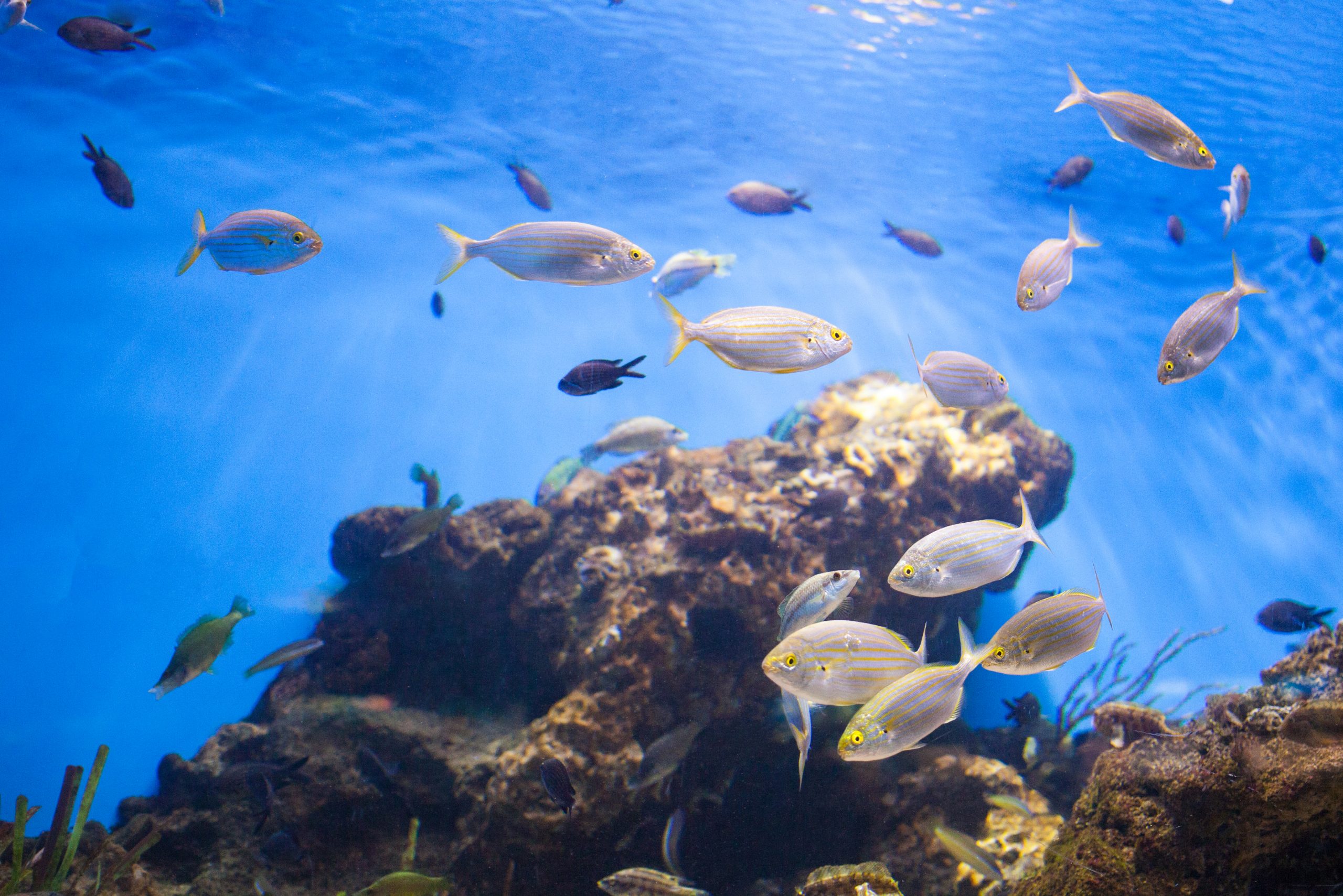 Snorkeling on Lobos Island: An underwater paradise